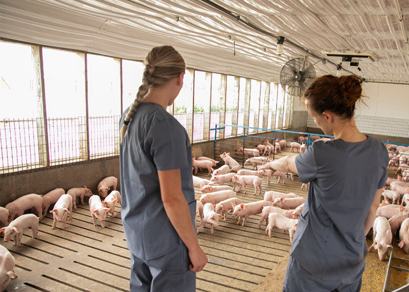 Are you leaving gilt development to chance? | Pork Business