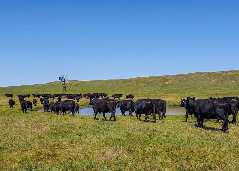 Peel: Higher Bred Cow Values Ahead | Drovers