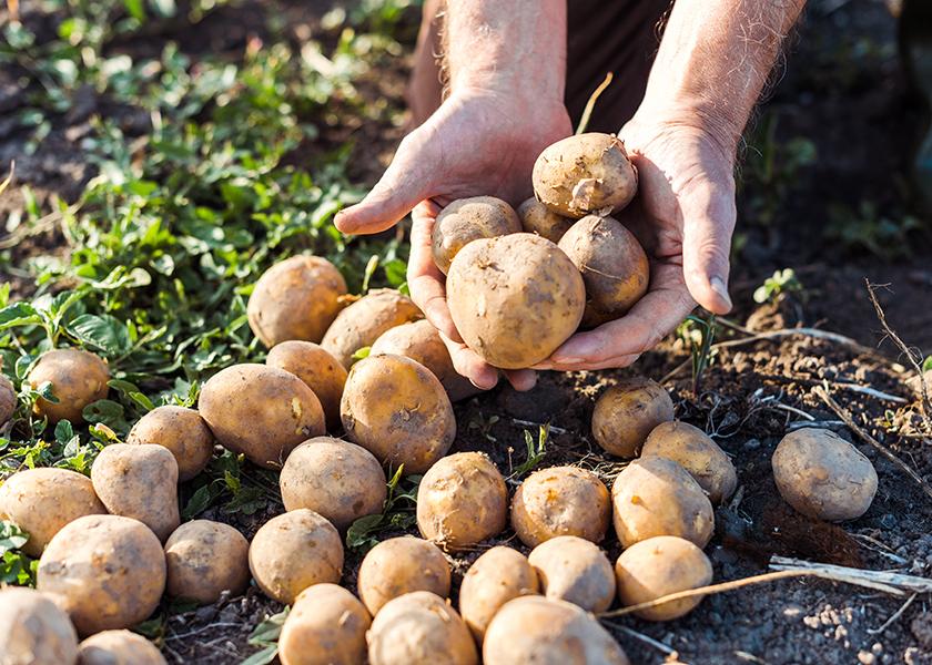 Progressive Produce anticipates good quality in California potato crop ...