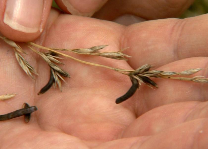Time to Check for Ergot in Grasses | Drovers