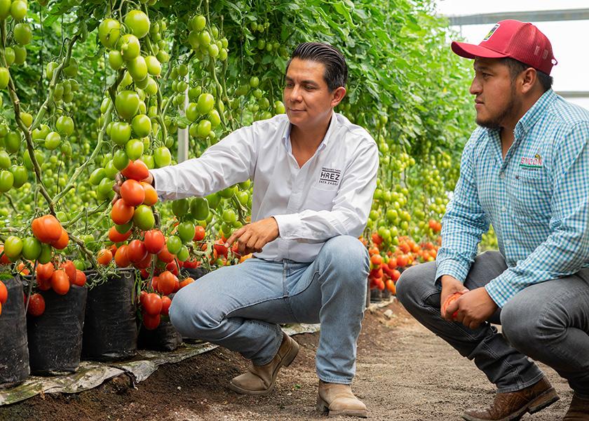 Vegetable breeder says new tomato varieties bring high resistance to ...