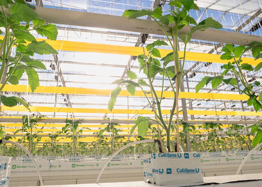 Pure Flavor promotes the ‘Power of a Greenhouse’ | The Packer