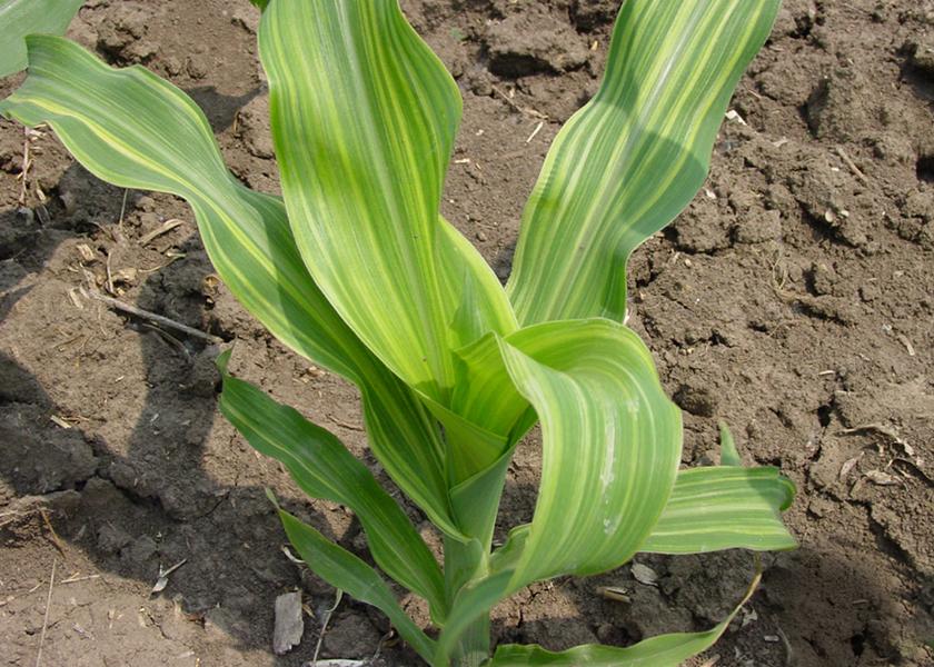 Don’t forget about zinc: Prescriptively address zinc deficiencies in ...