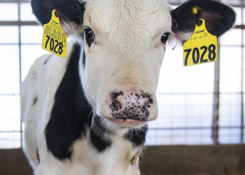 Allflex Reports Ear Tags Are Back in Full Production Mode | Dairy Herd