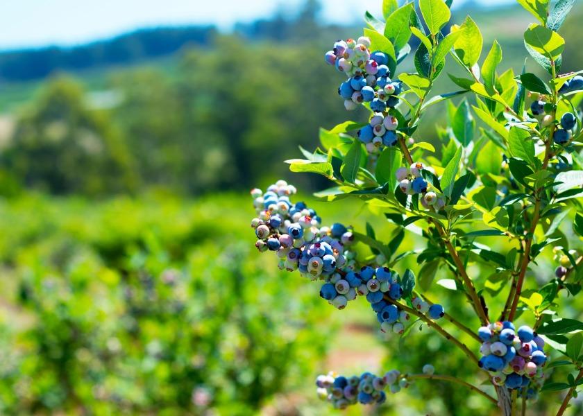 As temps climb, Michigan blueberries need cooling mist to maintain ...