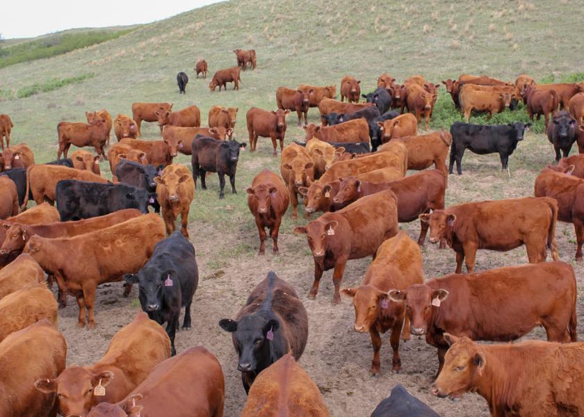 Do Heifers Have More Potential Value Than Steers? | Drovers