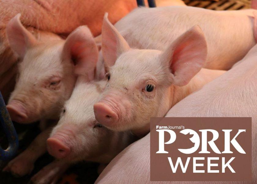 “All Star Team” Discusses Pig Survivability | Pork Business