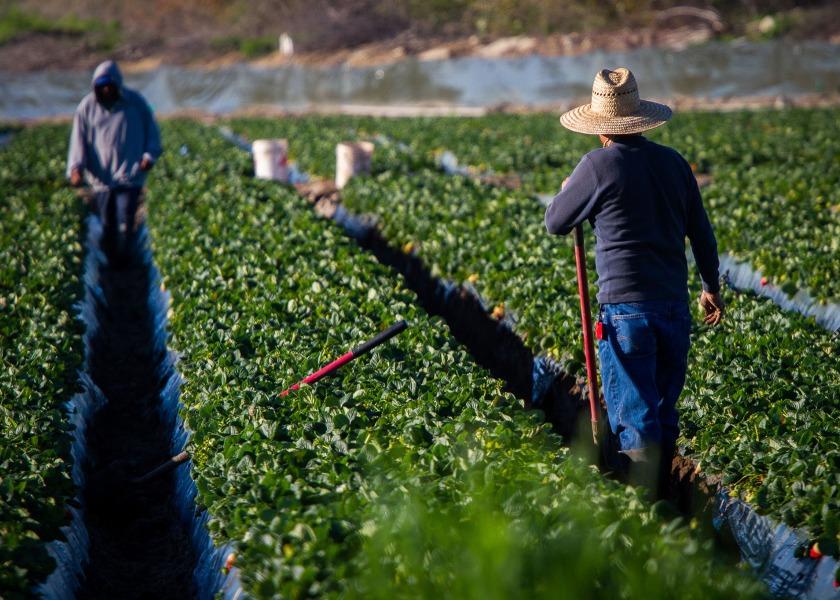 Florida farmworker's death was preventable, Labor Department says | The ...