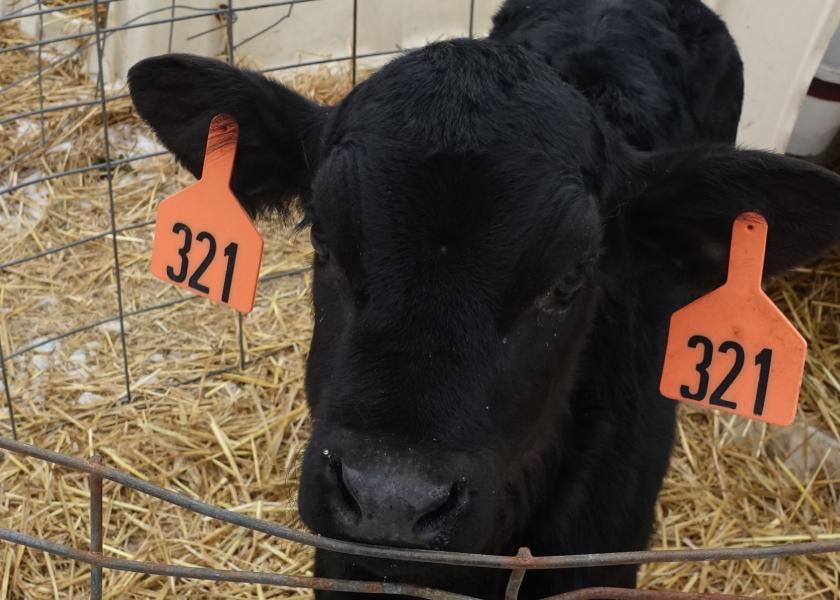 Beef-on-Dairy Decisions, Opportunities | Dairy Herd