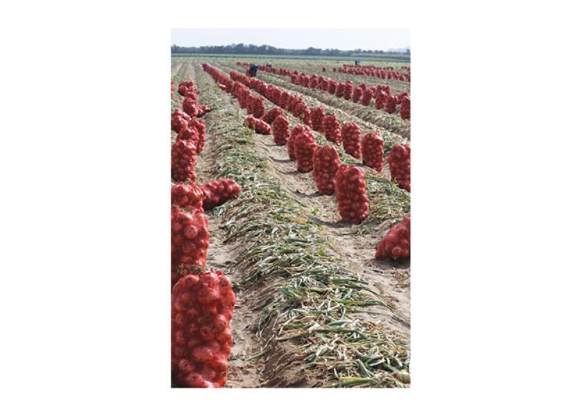 Plentiful onions expected from Peru | The Packer