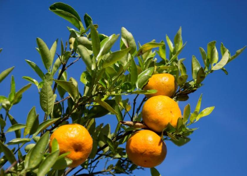 Updated citrus nutrition guide helps growers deal with greening | The ...