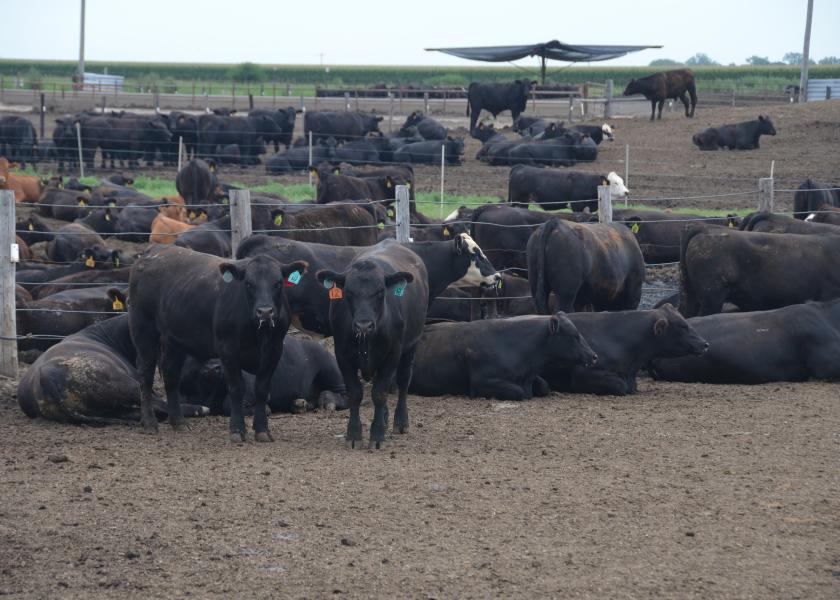 Spread Grows Between Packer and Feeder Margins | Drovers