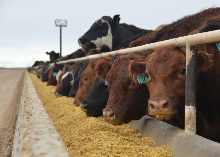 New Science-Based Probiotic Introduced for Feedlot Cattle | Bovine ...