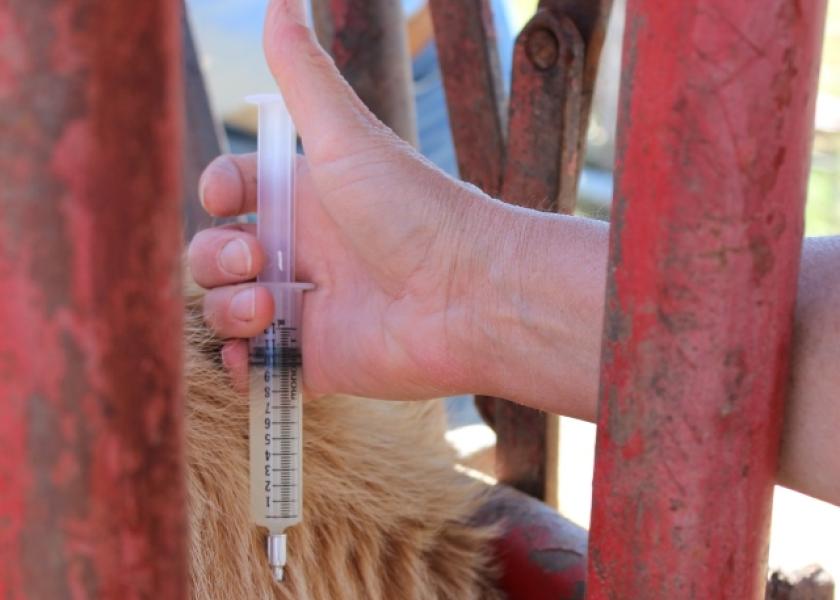 What Is the Best Needle Size to Use When Working Cattle? | Drovers
