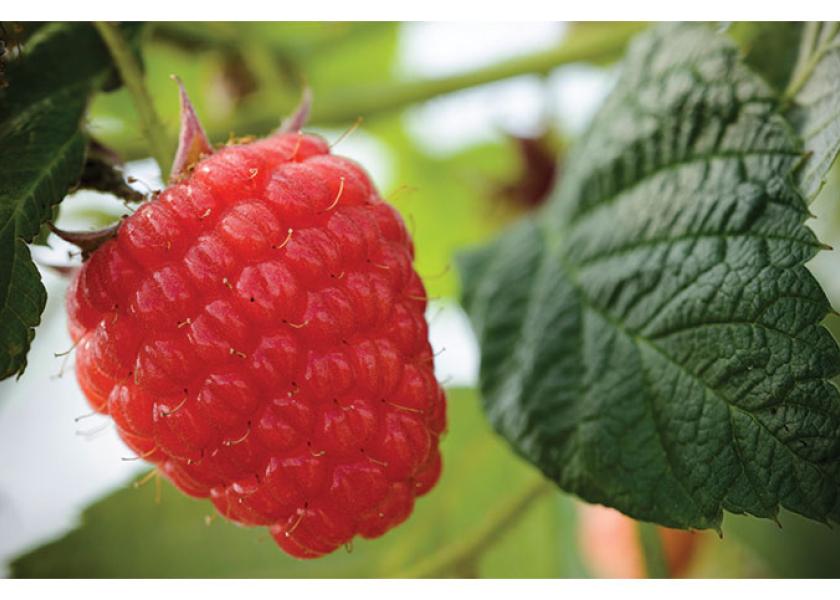 Raspberries, blackberries on fast track upward | The Packer