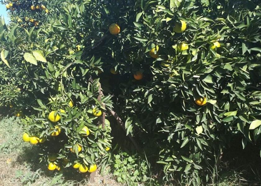 LGS Specialty Sales starts Spanish, Moroccan clementine imports | The ...