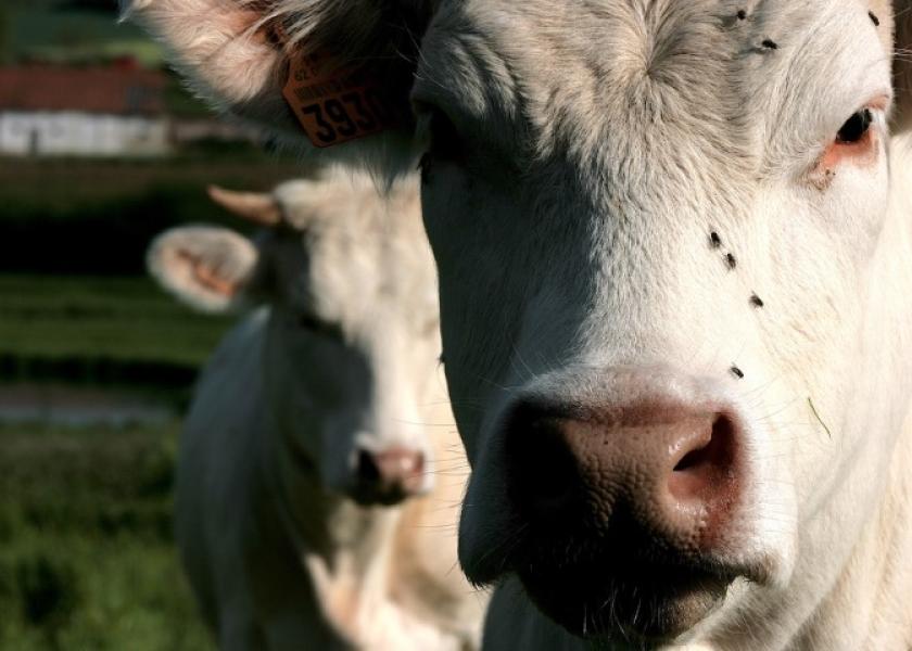 13 Facts About Fly Control For Horses and Cattle | Drovers