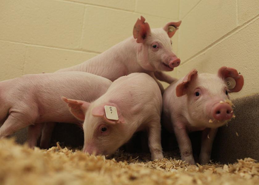 No More Room: Genetically Modified Pigs Are Changing Lives | Pork Business