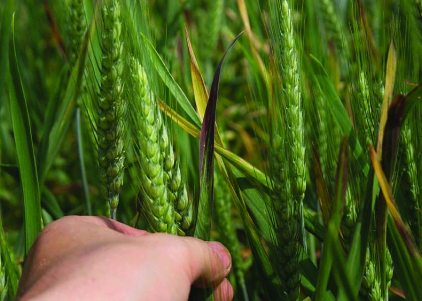 FJCTV: Barley Yellow Dwarf Virus | AgWeb