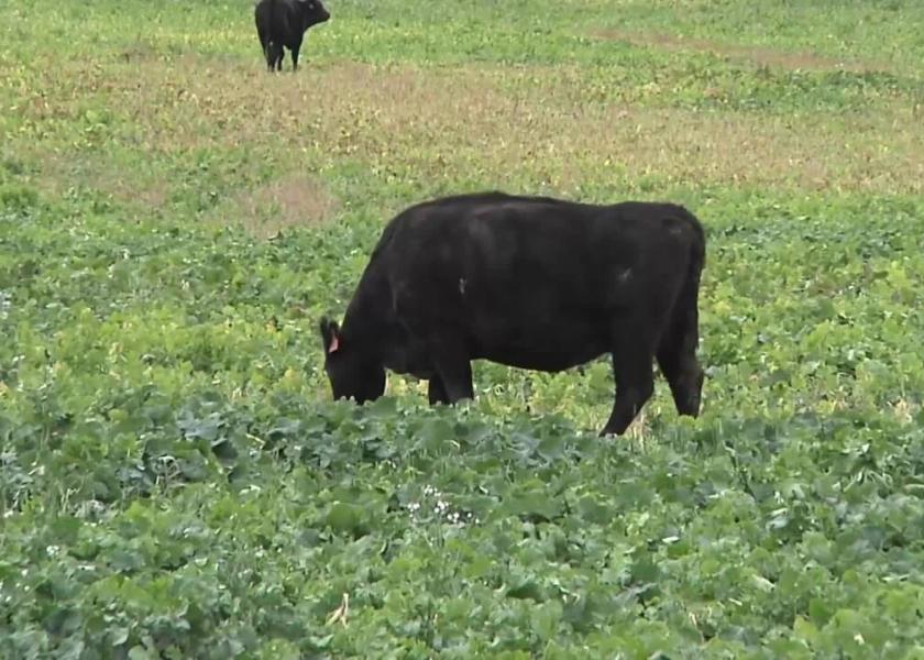 Soaring SRW Wheat Futures Shatter All-Time High as Crisis in Ukraine ...