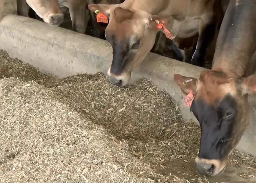 No Milk Market Rebound in the Near Future | Dairy Herd