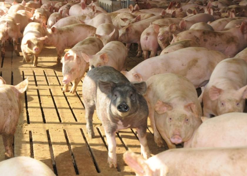 Hog Inventory Management: Holding Diets are Back on the Table | Pork ...