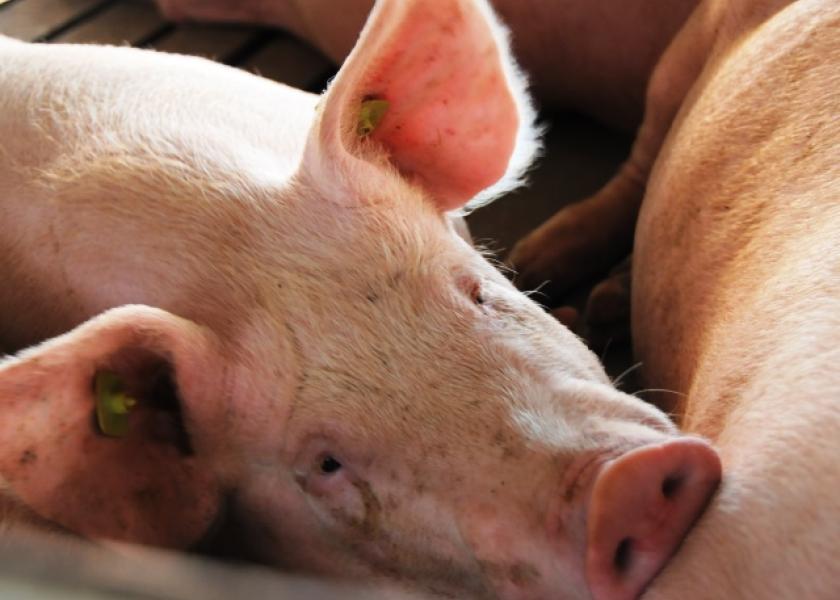 Russia’s Largest Meat Producer Expands Pork Operations | Pork Business