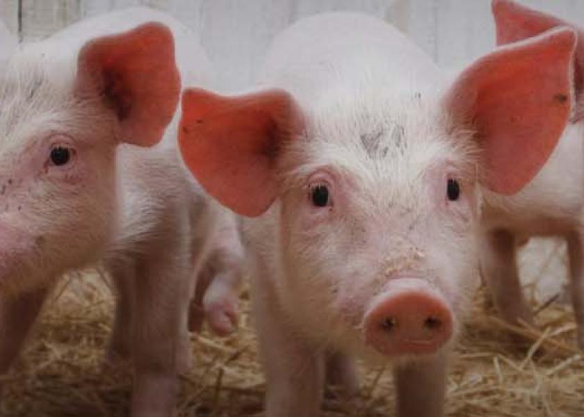 New Discoveries Found in Swine Gut Microbiome to Improve Production ...