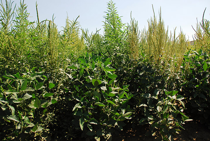 Combat The Bullies of the Plant World (Weeds) With This Checklist | AgWeb